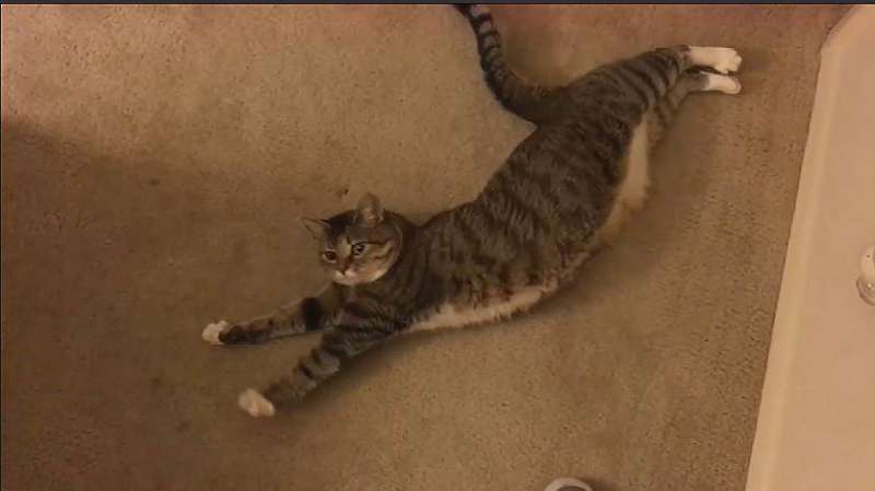 每天早上打开房门,都能看见猫猫在撒娇卖萌,简直不要太治愈