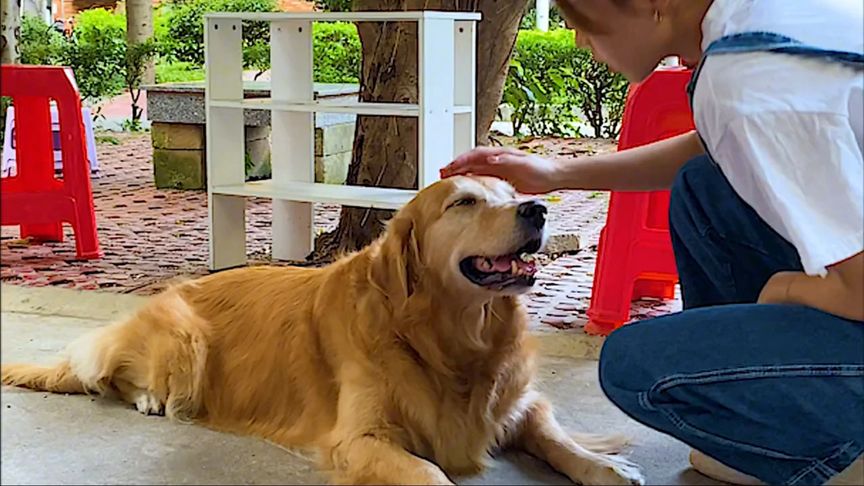 退役搜救犬再次保护主人,勇敢毛孩