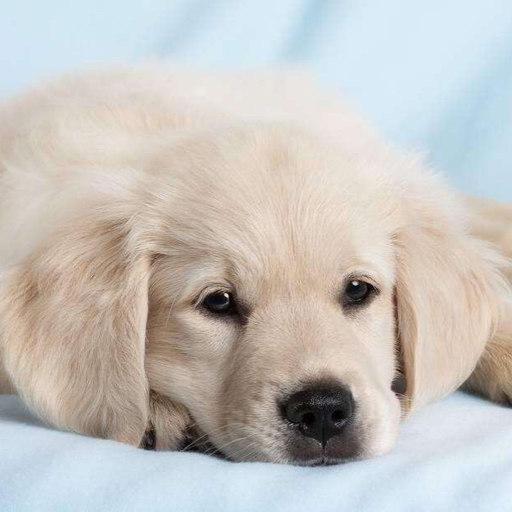 晨曦中的微微笑 