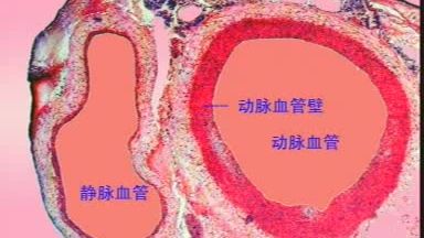 初中生物--血管