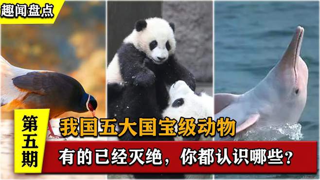 我国五种珍稀动物,有的已经灭绝,除了大熊猫你还认识那些?