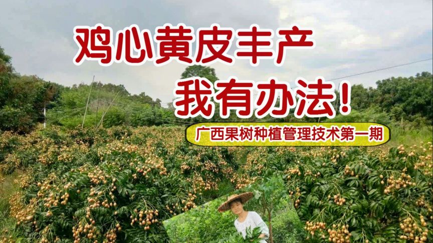 鸡心黄皮高产广西村姑有妙招!新苗这样管理两年就进入产量高峰期