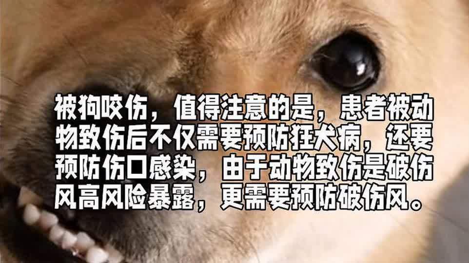 被狗咬伤还要预防伤口感染,由于动物致伤是破伤风高风险暴露