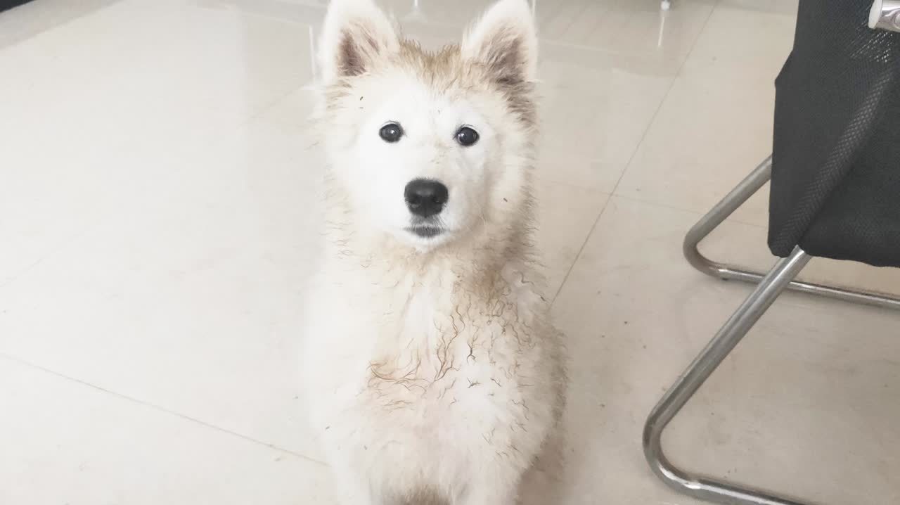 农村小伙给狗狗买个定位器,避免让它走丢,不知道效果怎么样