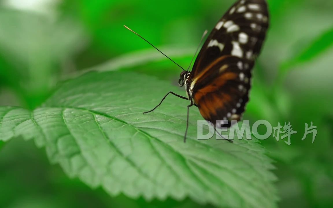 ...森林唯美蝴蝶飞舞民族舞蹈唱歌跳舞晚会婚礼舞台LED大屏幕动态...