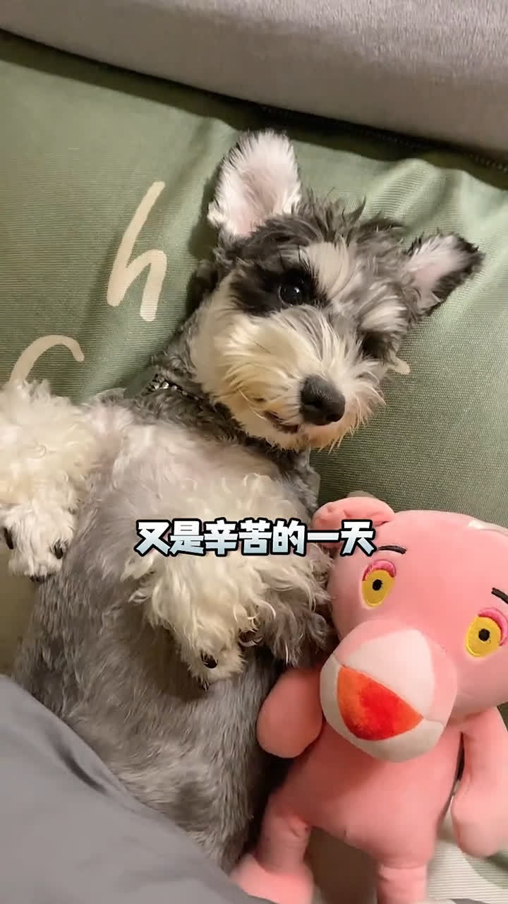 说跟狗一样累的人这话是在炫耀吧萌宠成精了动物图鉴