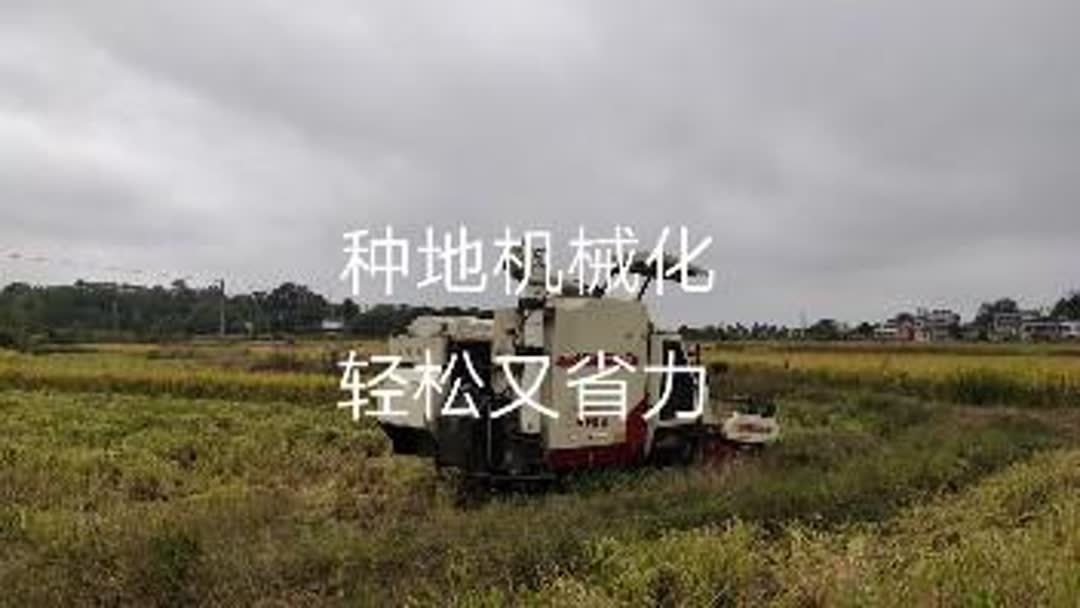 小二的水稻收获了,基本都是机械化,稻谷收完直接送到家里