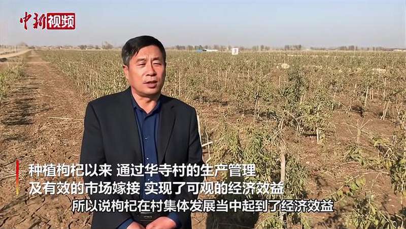 宁夏中宁:把小“枸杞”做成实现全面小康的大产业