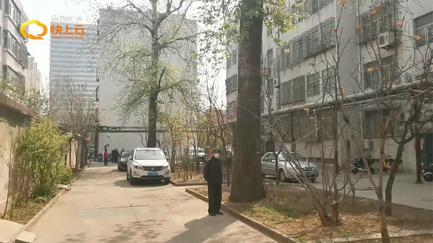 老杨树木质部受损 居民担心有隐患