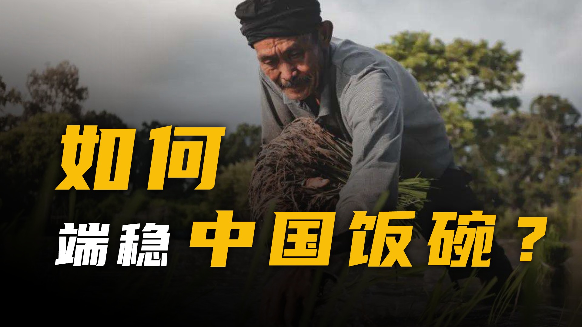 全球粮食紧张 中国为粮食安全做了这些事!