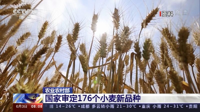 [朝闻天下]农业农村部 国家审定176个小麦新品种