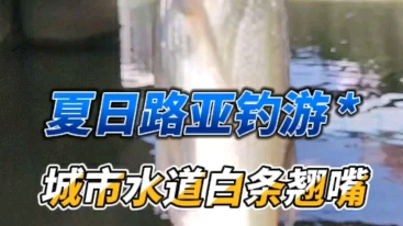 广州小河道微物路亚钓白条翘嘴2021.05.21 #翘嘴 #路亚白条 #钓鱼