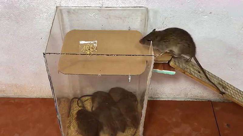 牛人制作新式捕鼠笼,老鼠就跟回家一样,难怪一抓那么多