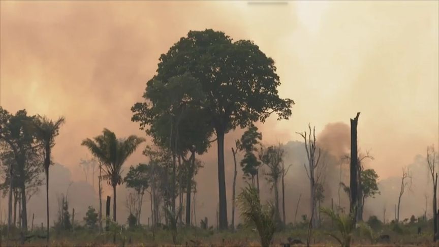 亚马孙雨林砍伐情况严重 创12年新高