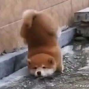 跑火车的Jerry 