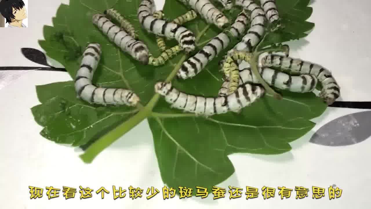 蚕宝宝中出现异种,浑身黑白类似斑马,这就是传说中的虎蚕
