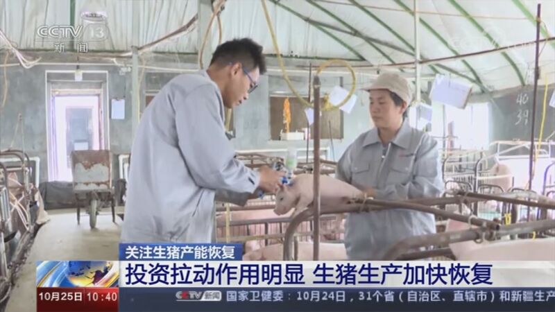 [新闻直播间]关注生猪产能恢复 投资拉动作用明显 生猪生产加快恢复