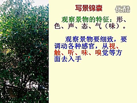 微课《学会观察,细致描绘》娄底二中 吴凤桃