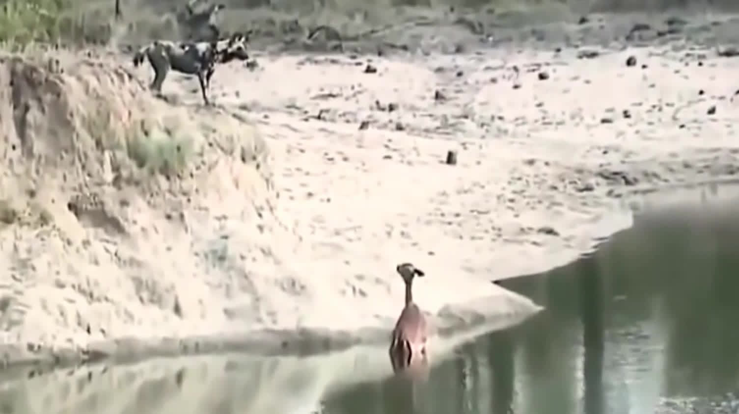 羊妈妈水中遭鬣狗包围,肚子里的宝宝也难逃厄运,镜头拍下全过程