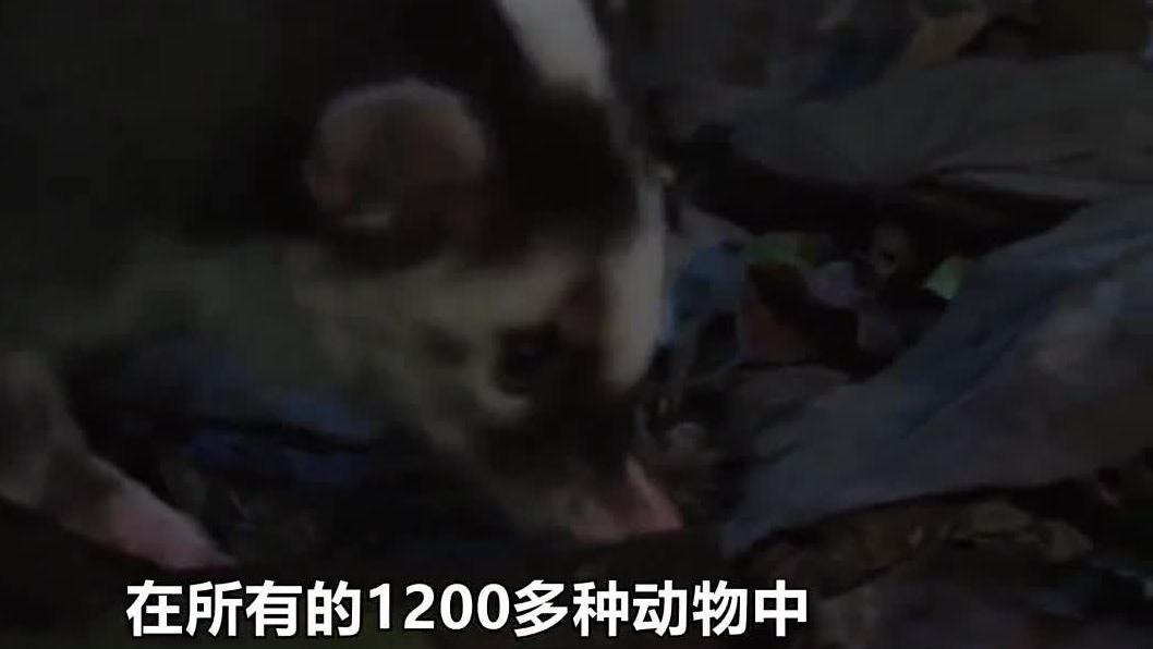 01我国台湾省特有的5种珍稀动物,“镇山之宝”活得太不容易了 #野生...
