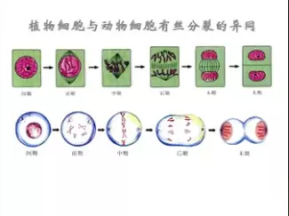 《细胞的增殖(第三课时)》 视频3