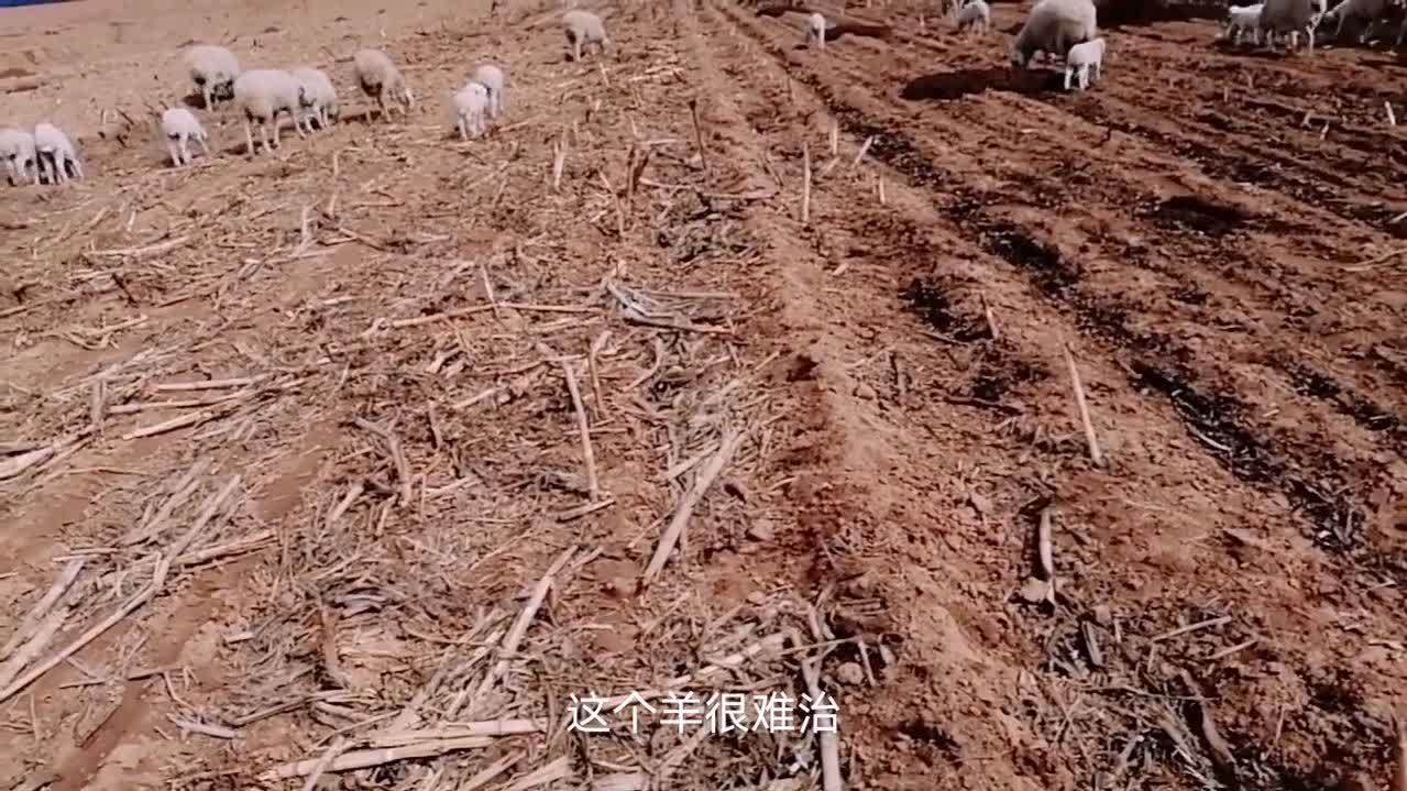 羊羔出现了腹泻肚子里全是水