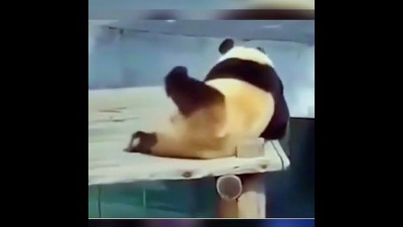 动物成精了,集体跳让我们荡起双桨dj