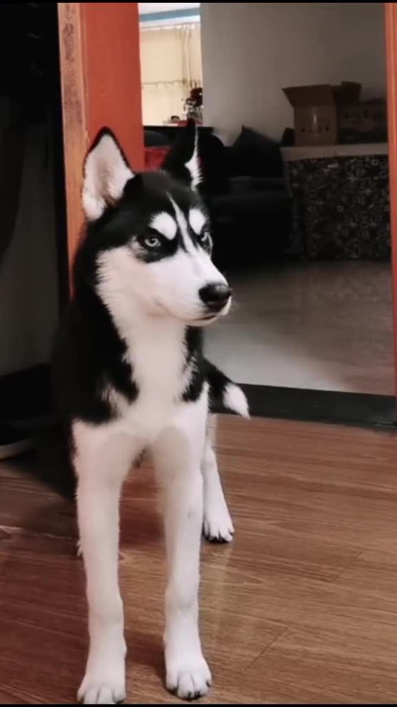 有时常怀疑狗的鼻子真的很灵吗