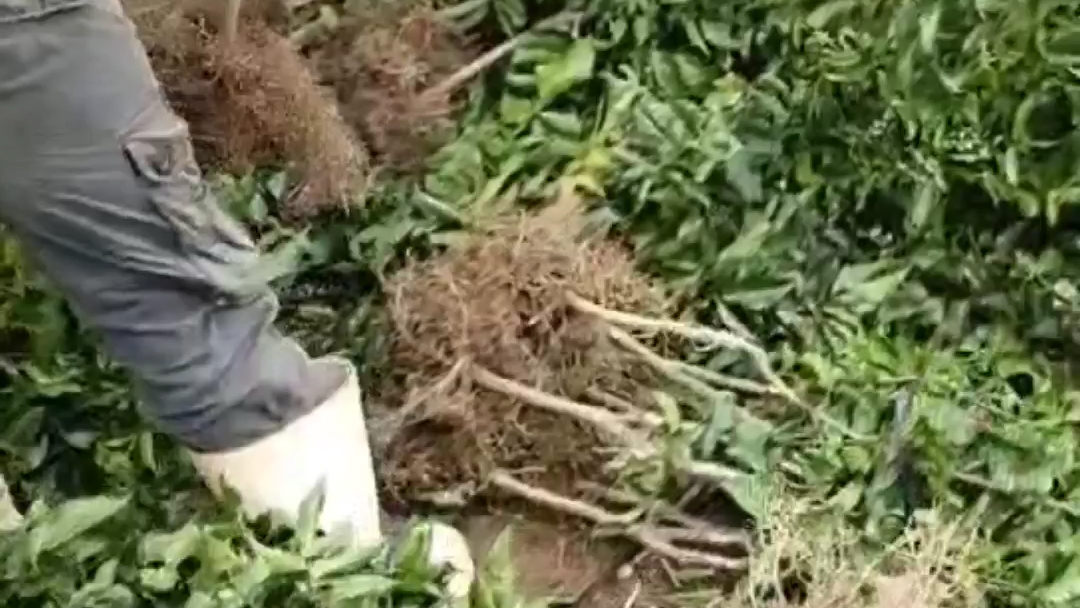黑黄皮苗种植管理技术