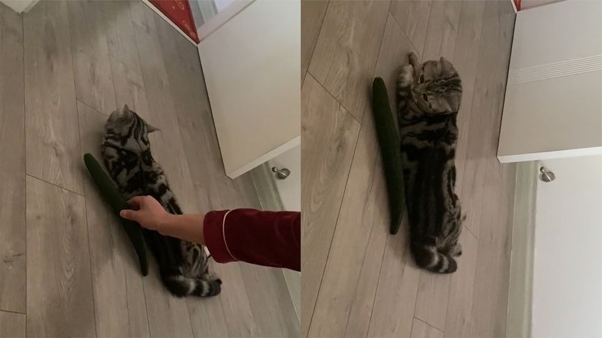 主人不相信猫咪害怕黄瓜,拿自家猫试验后一秒后悔:毛都竖起来了