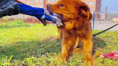 咬人护食恶犬,应该怎样教育狗狗