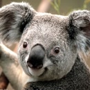 爱吃柠檬的橘猫 