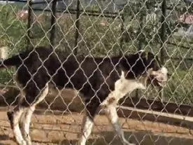 俄罗斯猛犬代购--擎天柱女儿