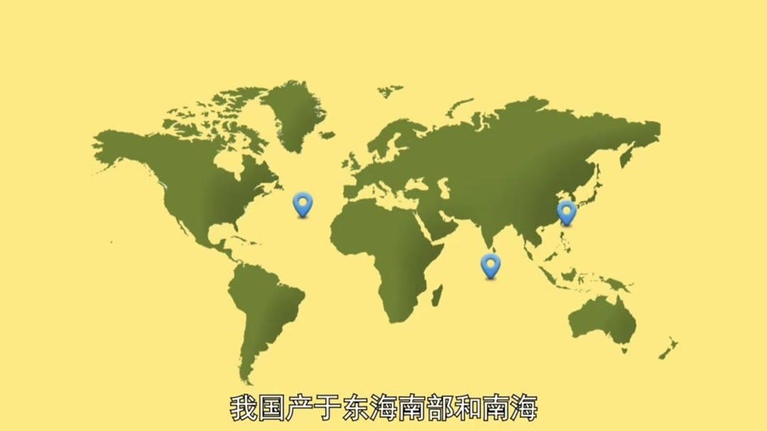 「秒懂百科」一分钟了解伞藻