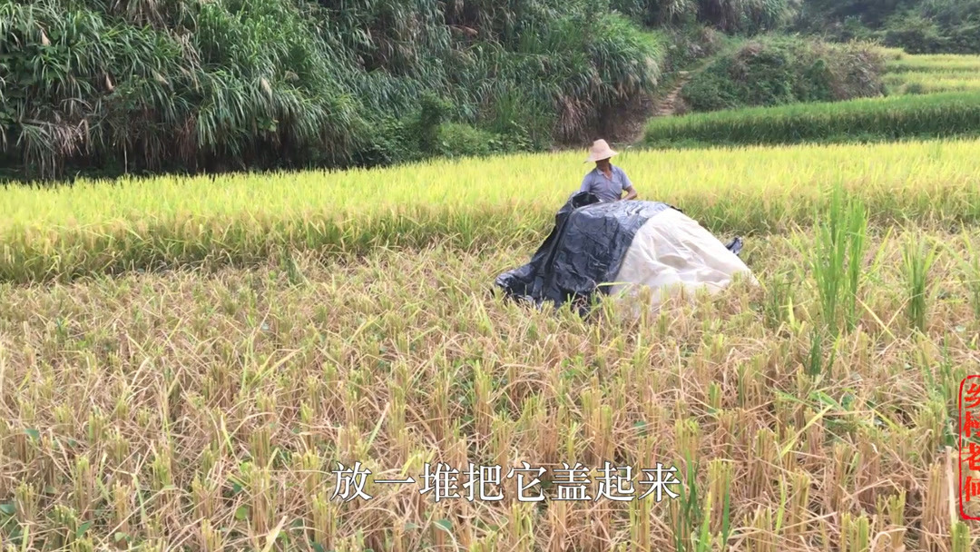 实拍:客家农村收割水稻,进行晾晒水稻剥壳,变成大米的过程