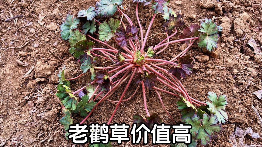民间珍贵的中草药“老鹳草”,到底有啥好价值?看视频涨知识