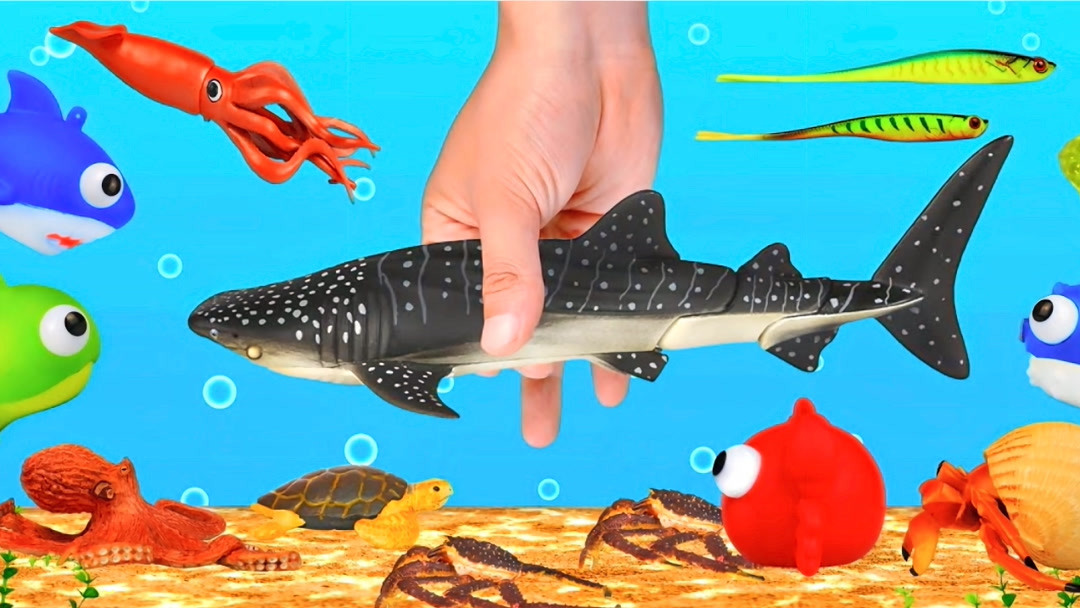 为鲸鲨和海洋动物举行聚会!趣味识动物动画