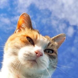 Garfield狮城视线 