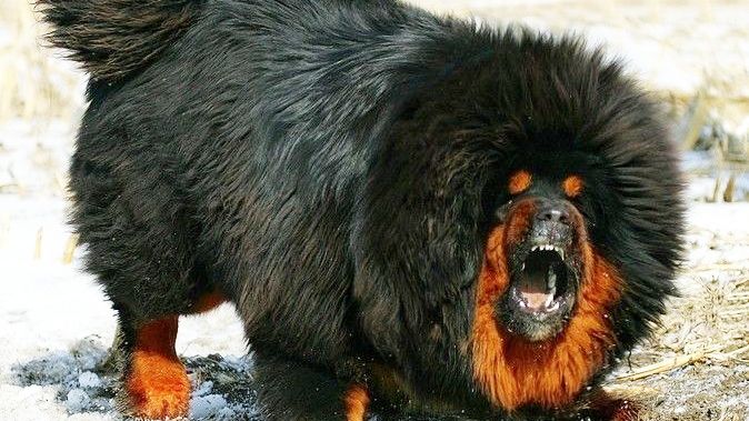 养了7年的藏獒发狂咬伤主人,民警1枪将其击毙!