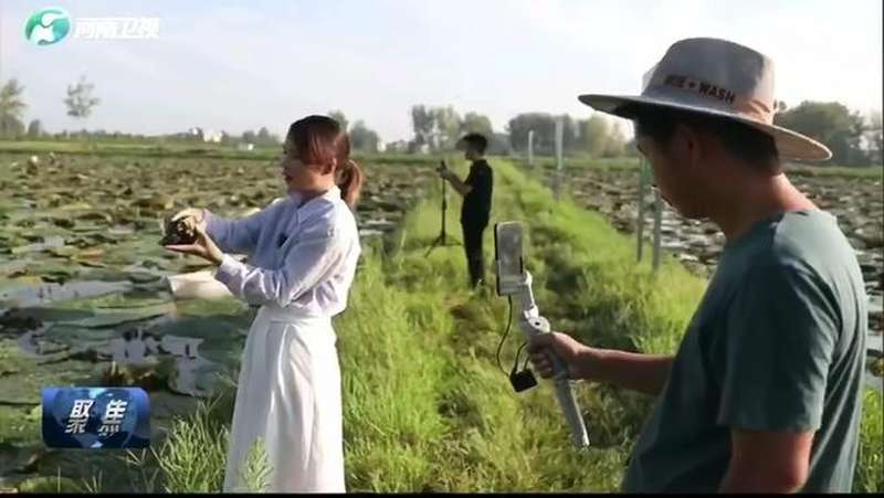 8月13日下午,河南卫视《聚焦》栏目,播出《淮滨:芡实喜获丰收