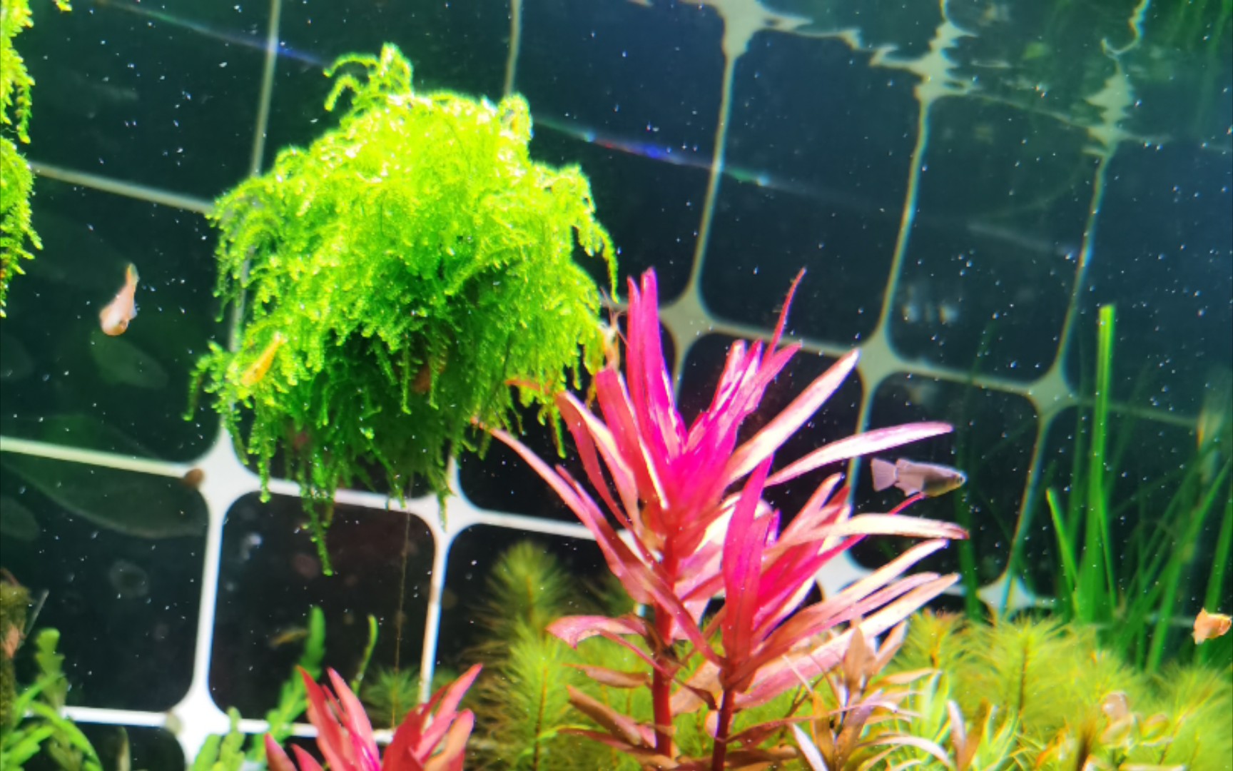 草缸过滤器的应用和选择,以及工作方式