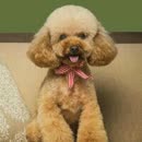 红蚂蚁影视工作室 