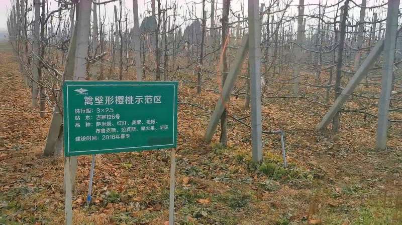 樱桃种植技术,高标椎篱壁形的,树形种植要求(1)