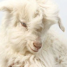 薅完这根再来一箩筐 