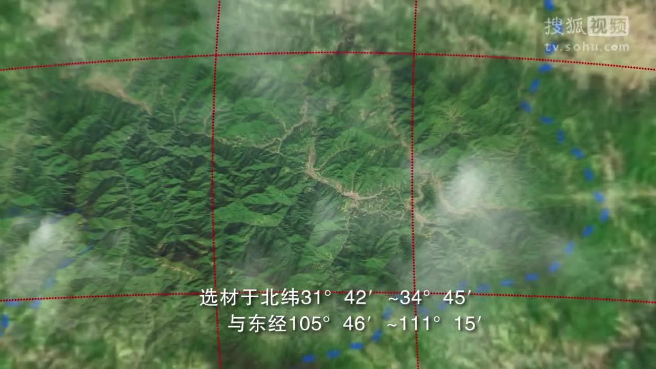 绞股蓝茶泡水喝的功效 (47)