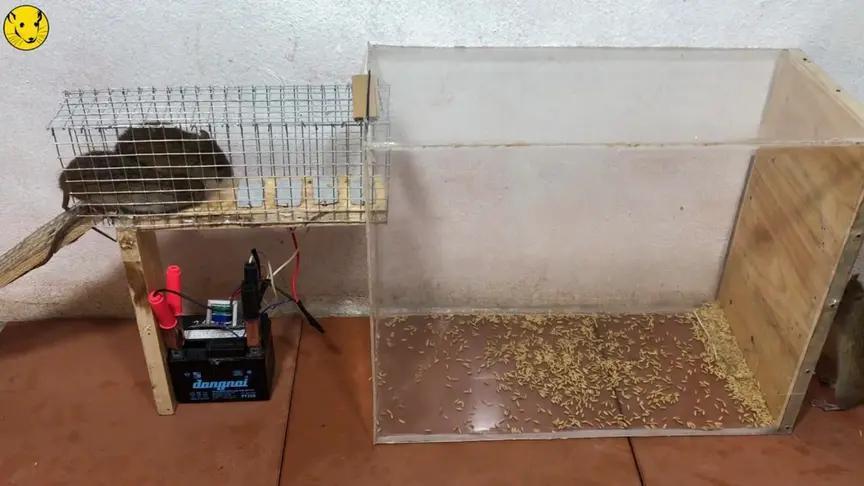 "一起跳舞,好嗨哦"网友自制的电动捕鼠器,老鼠都上蹿下跳的