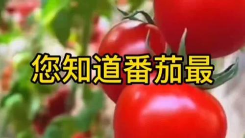 种植高产番茄的重要技巧