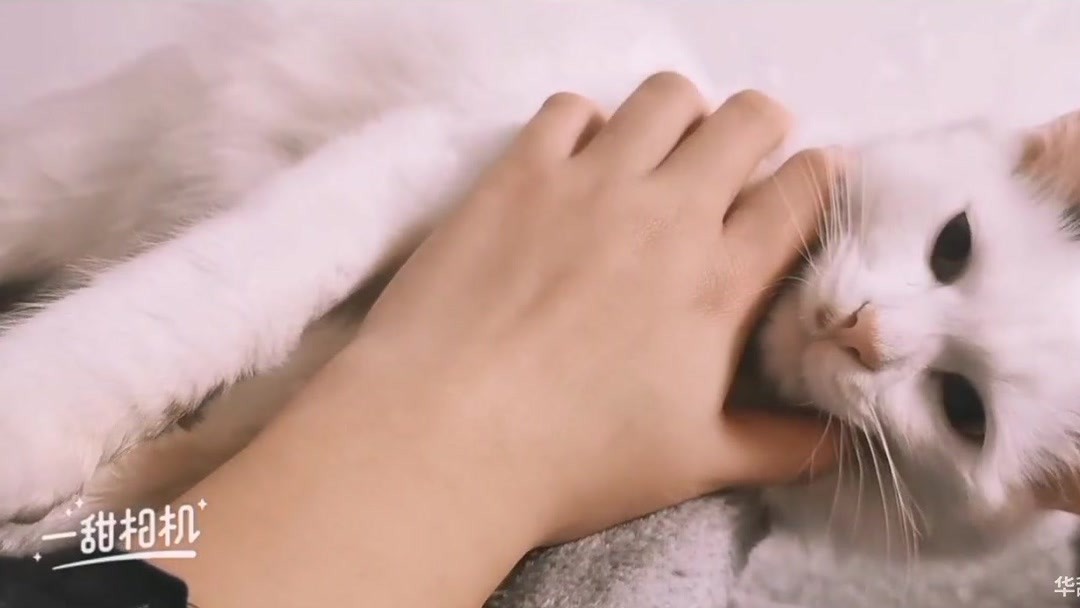 听了华晨宇歌的猫会怎么样?