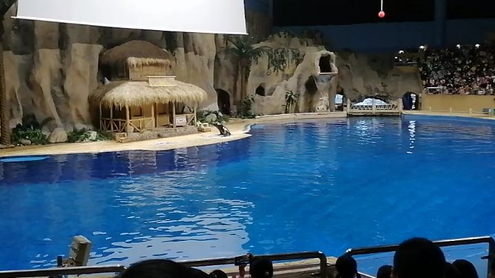 高智商的小动物们,表演很精彩