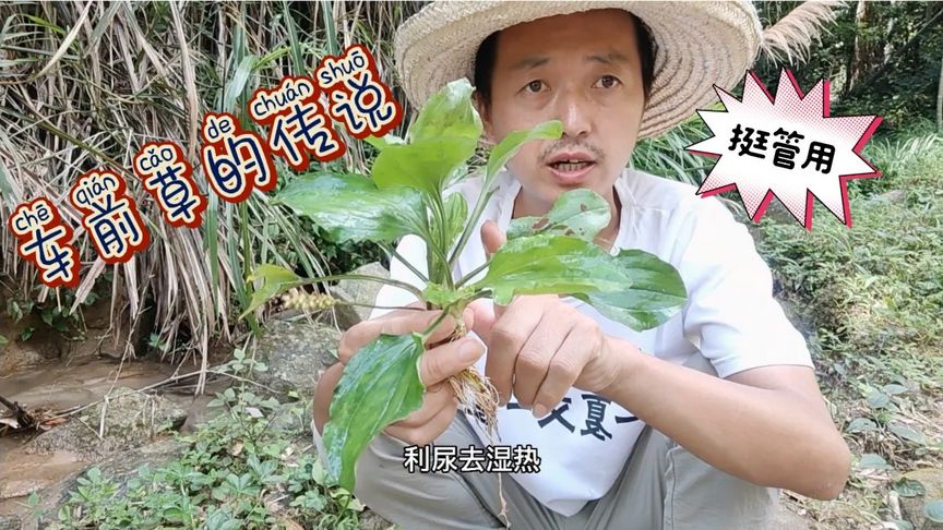 路边发现很多车前草有很好的药用功效,你知道吗?